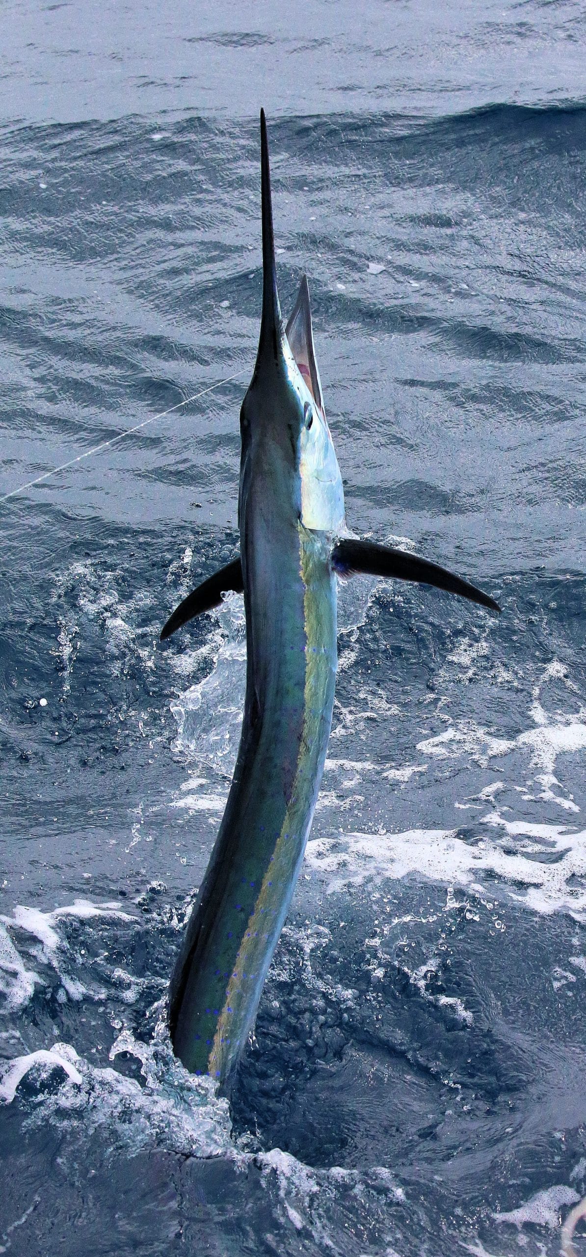 Bait Livewell Tank 101, Best Livewell Pumps and Setups | Marlin