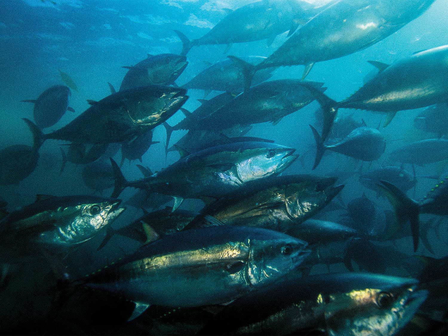 Billfish Hearing | Marlin