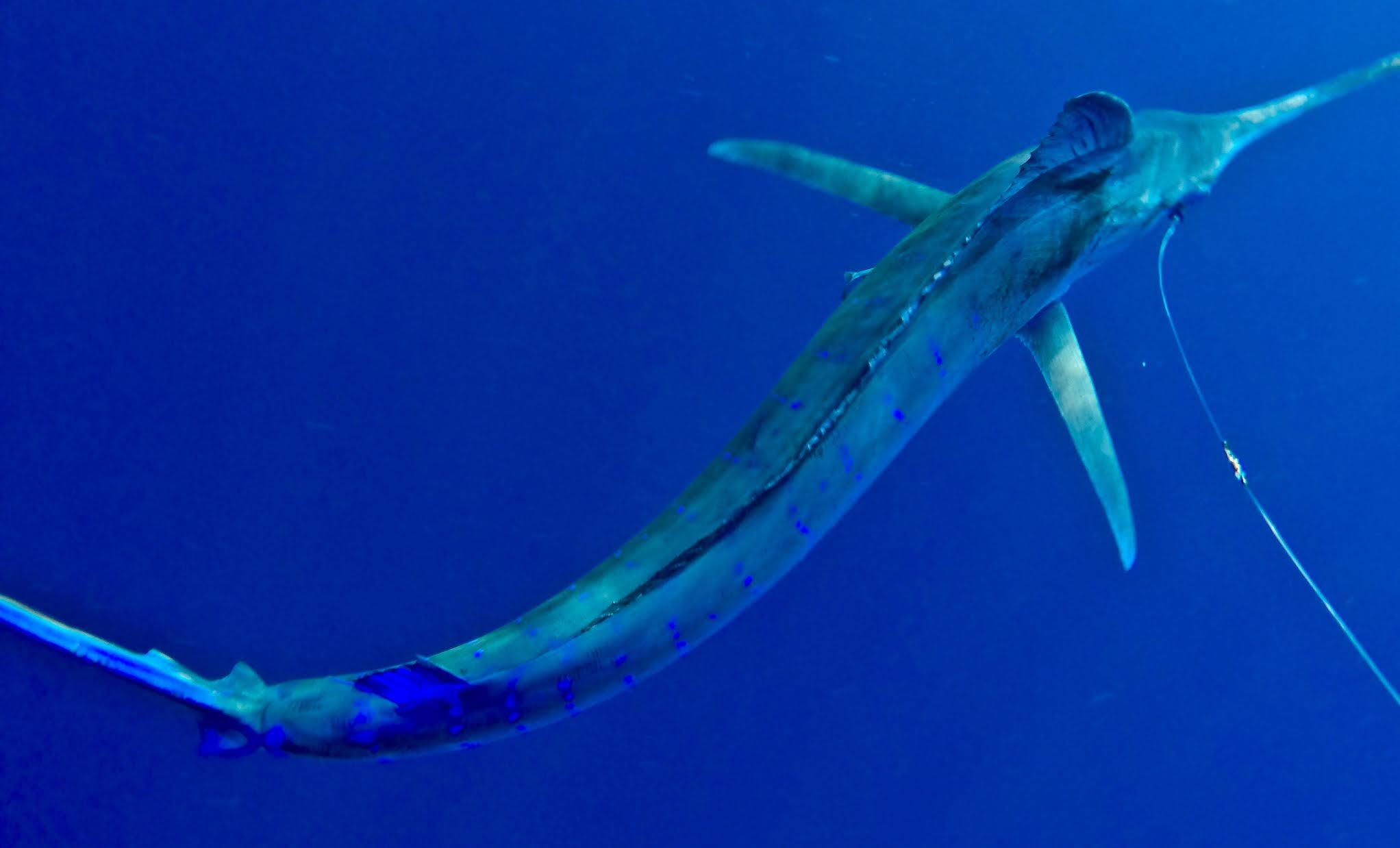 Guatemala's Incredible Sailfish and Marlin | Marlin