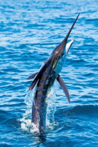 Striped Marlin Fishing Tips | Marlin