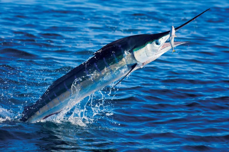 Striped Marlin Fishing Tips | Marlin
