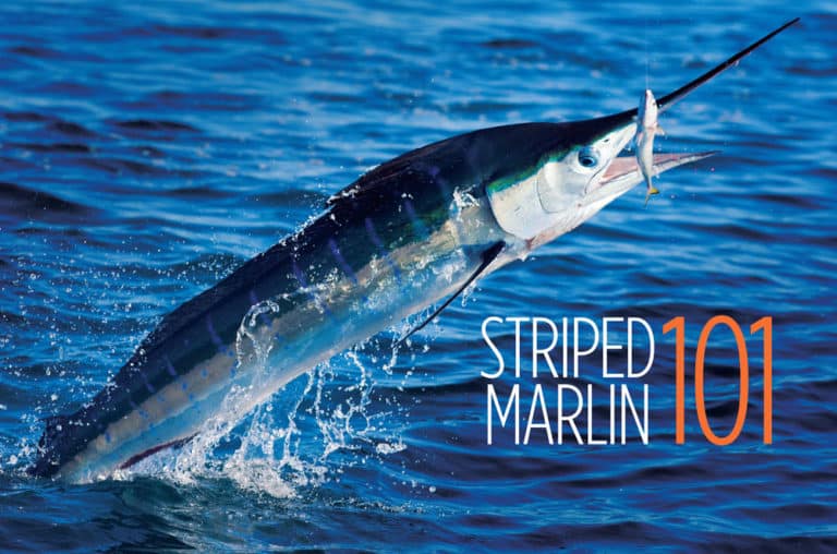 Striped Marlin Fishing Tips | Marlin