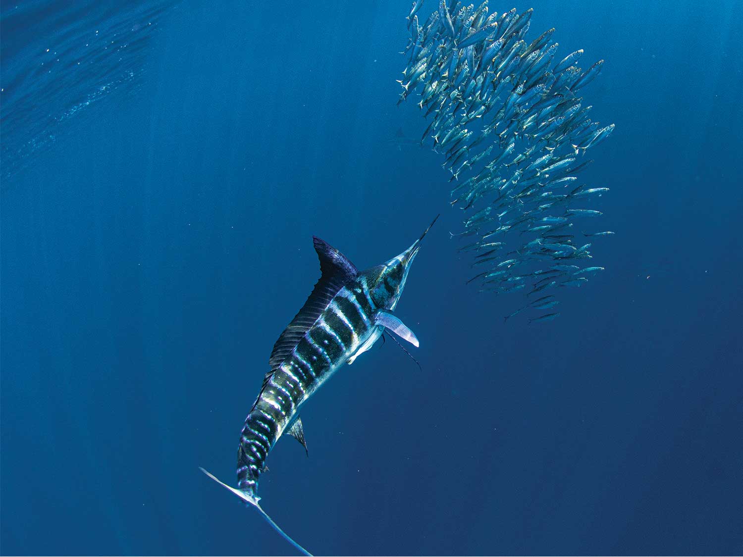 Incredible Striped Marlin Action in Magdalena Bay, Mexico | Marlin