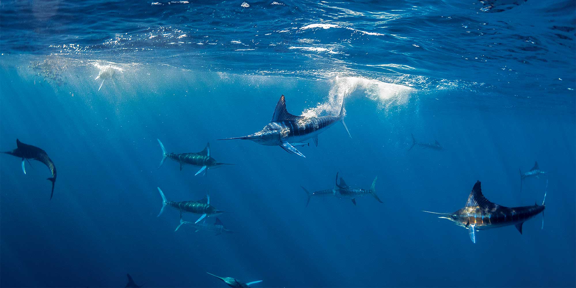 Incredible Striped Marlin Action in Magdalena Bay, Mexico | Marlin