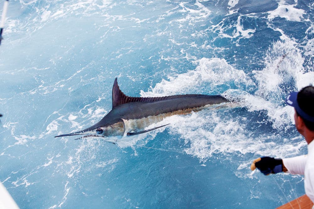 Release Record for Striped Marlin on Fly Set in Mexico | Marlin