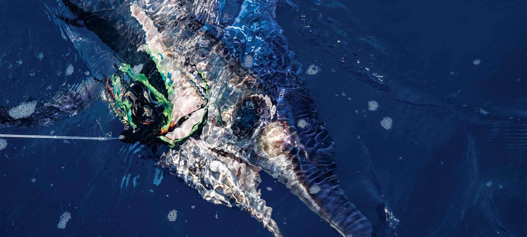 Light-Tackle Swordfish Action | Marlin