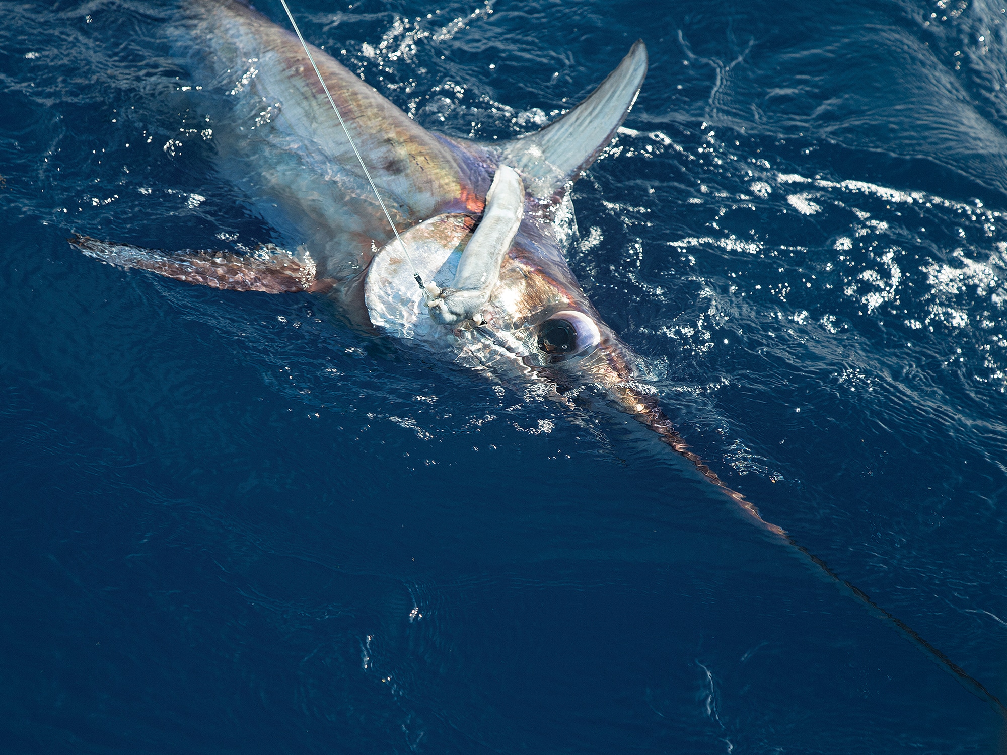 Daytime Swordfishing Techniques for the Northeast Canyons | Marlin
