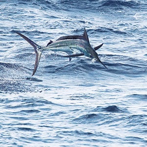 Fishing Pacific Blue Marling off Samoa | Marlin