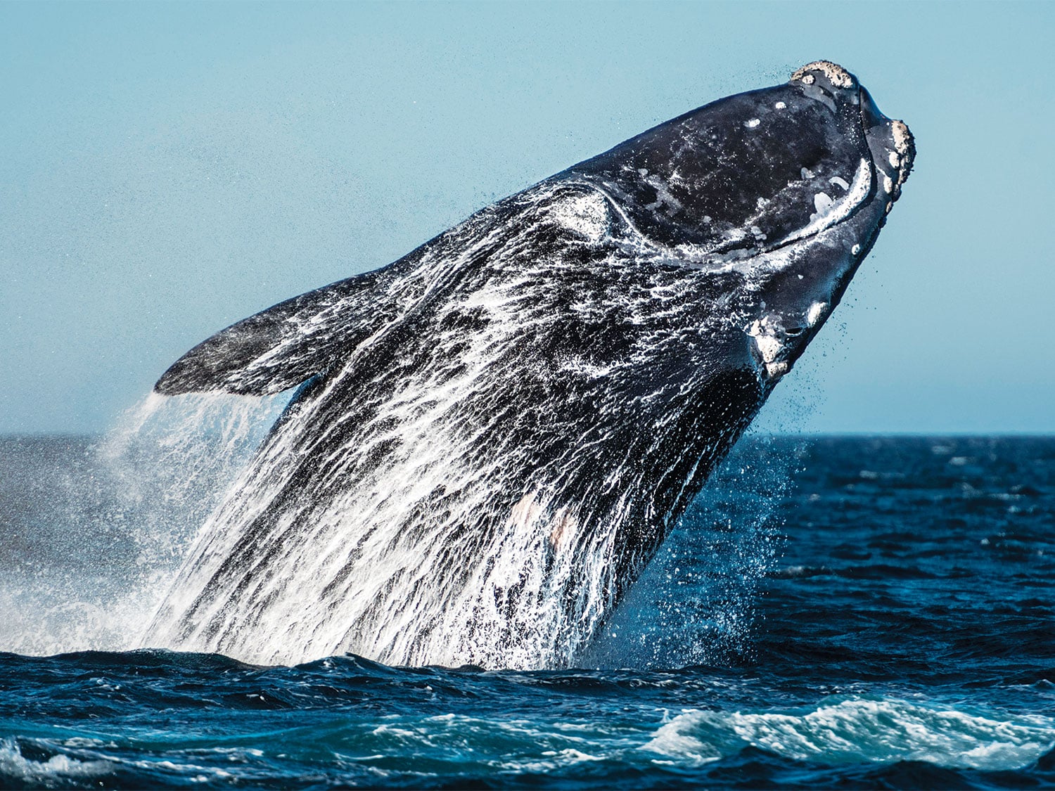 Right Whale Exclusion Zones | Marlin