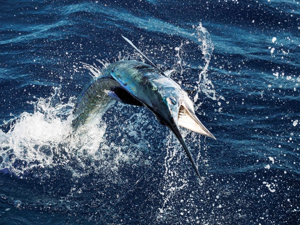White Marlin Jumping Billfish