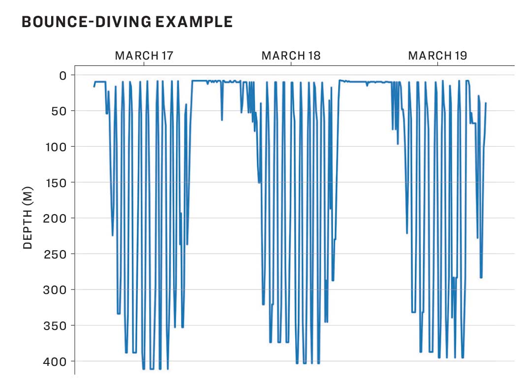 Billfish Diving Behavior | Marlin