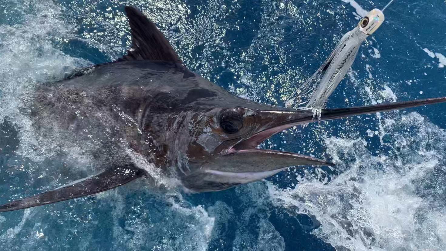 Marlin Fishing Transcends Life Challenges | Marlin