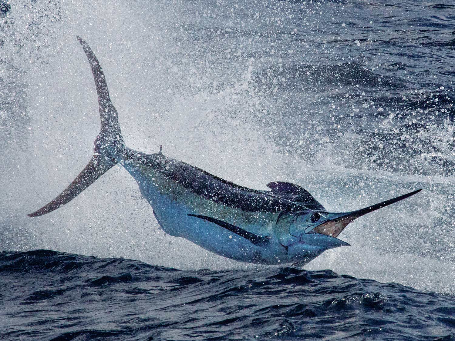 An Oasis in the Graveyard of the Atlantic | Marlin