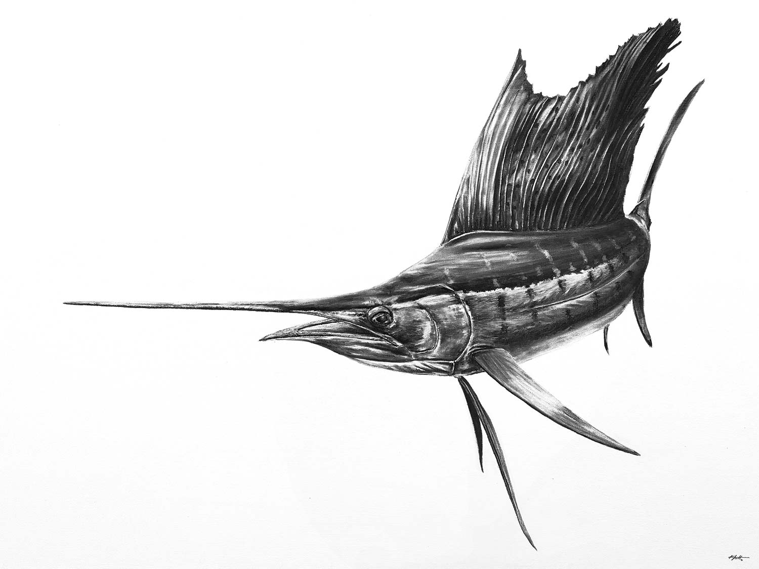 Offshore Art Gallery | Marlin