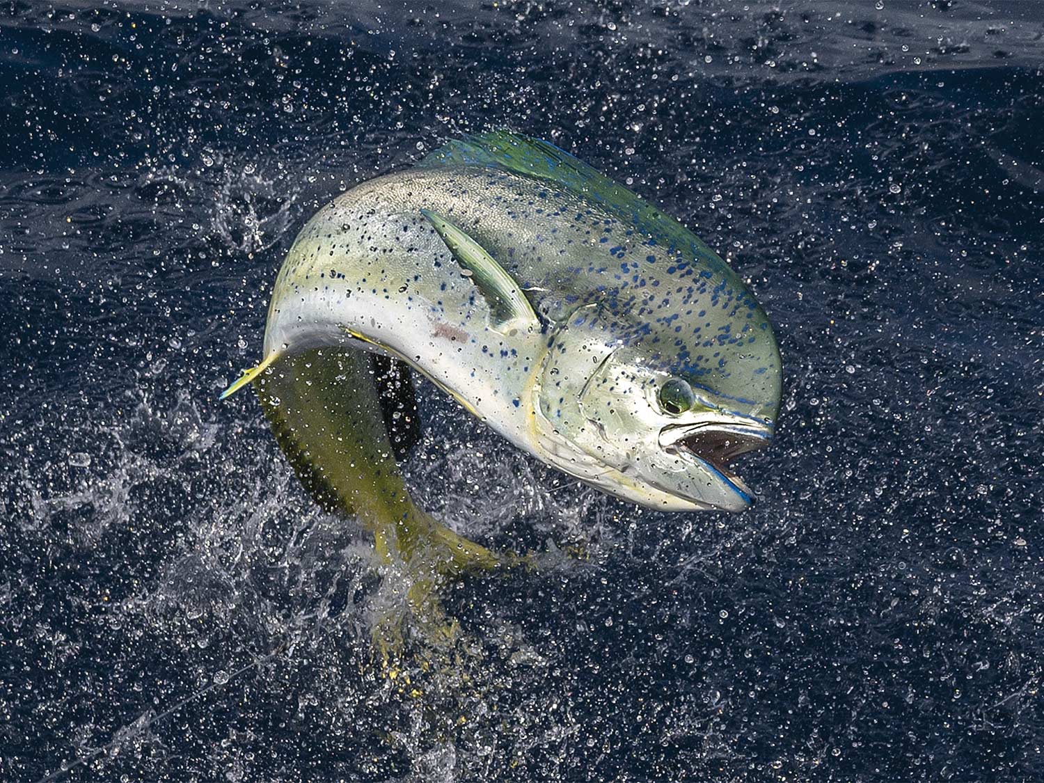 Expanding the Dolphinfish Research Program | Marlin