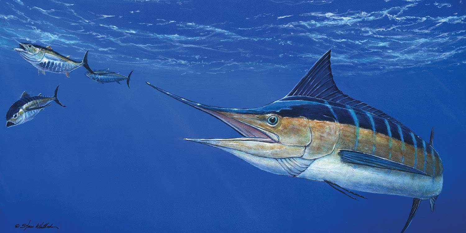 Offshore Art Gallery | Marlin