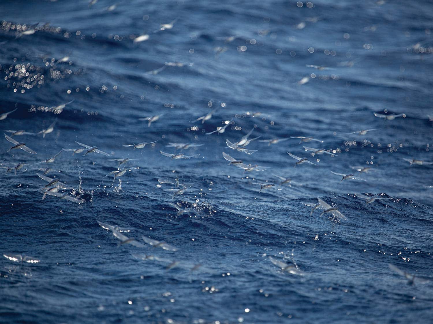 Using Satellite-Based Technology in Offshore Fishing | Marlin