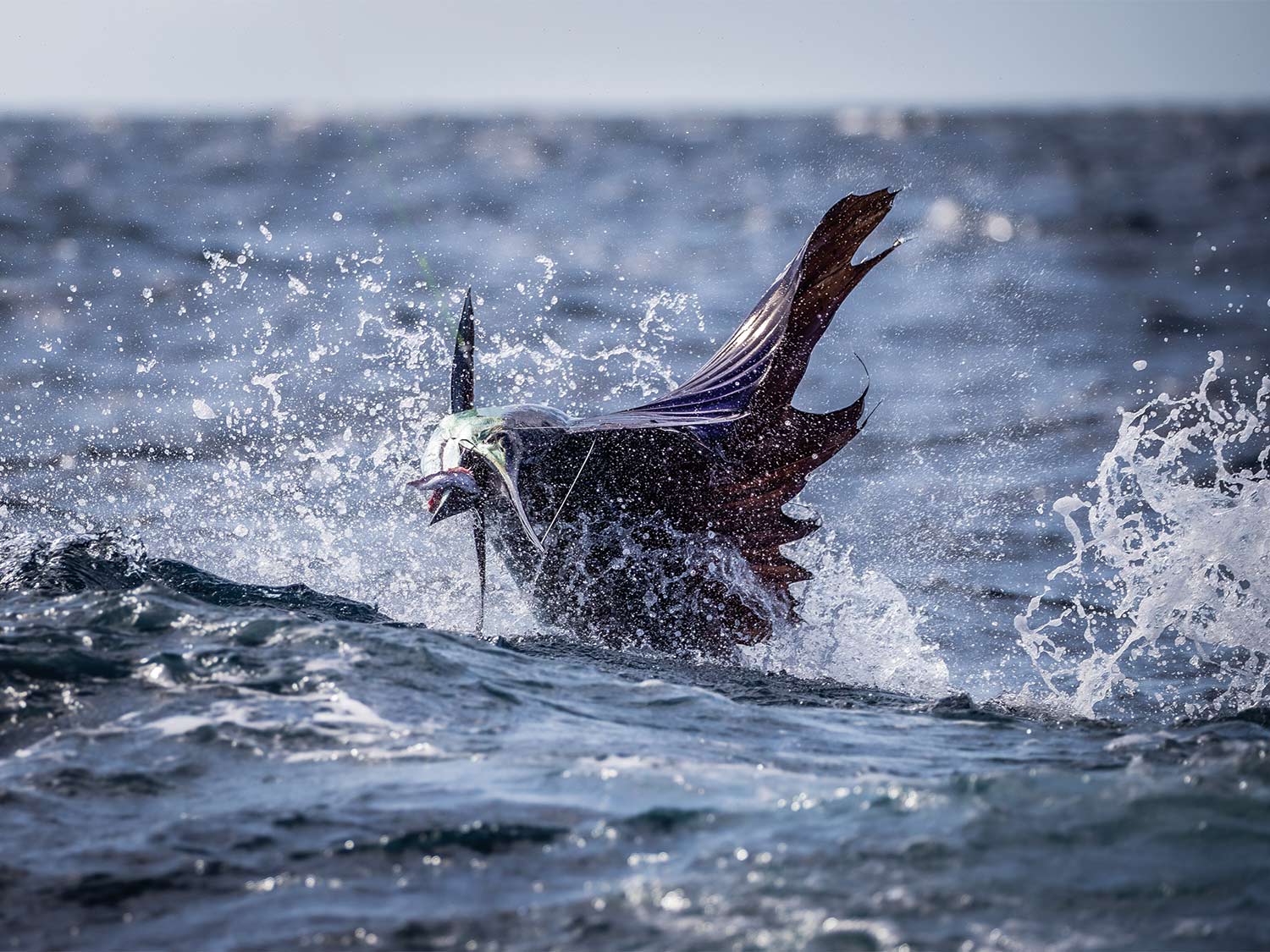 Tracking the World's Largest Sailfish | Marlin