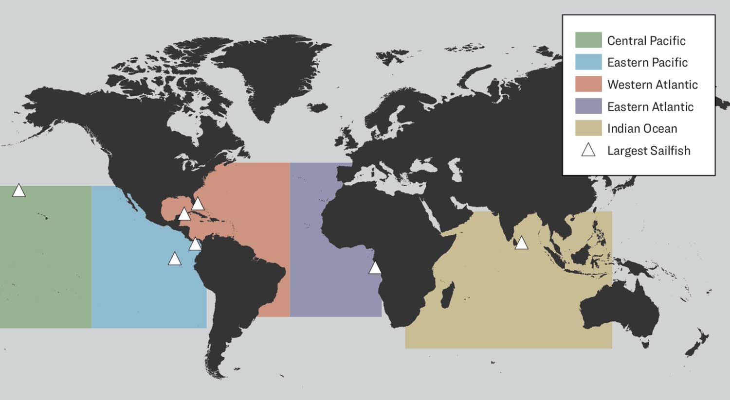 Tracking the World's Largest Sailfish | Marlin