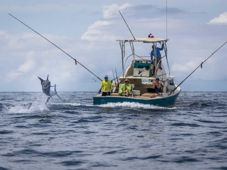 Black Marlin Fishing Tips, Destinations & Facts | Marlin