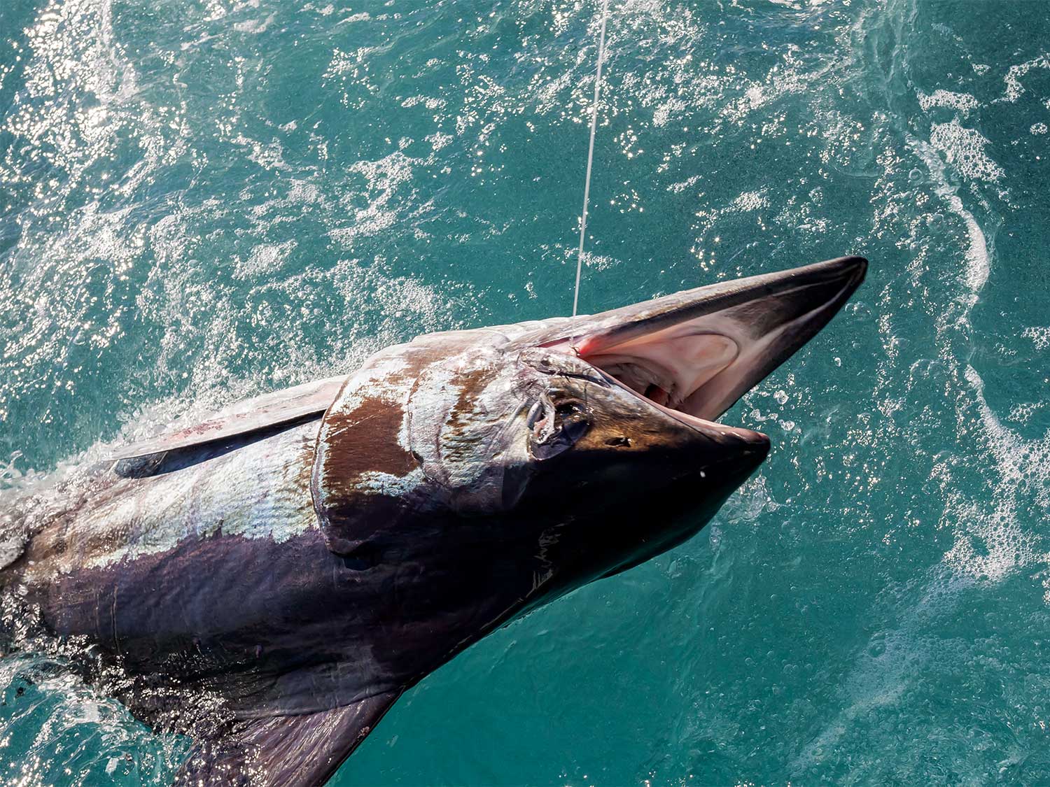 Do Fish Feel Pain? | Marlin