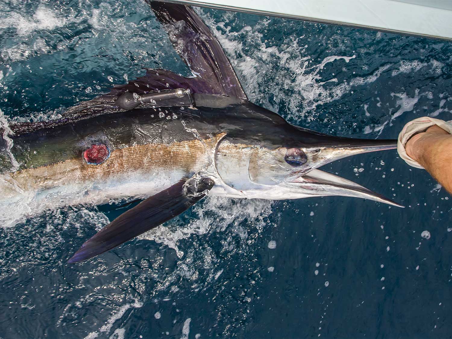 Do Fish Feel Pain? | Marlin