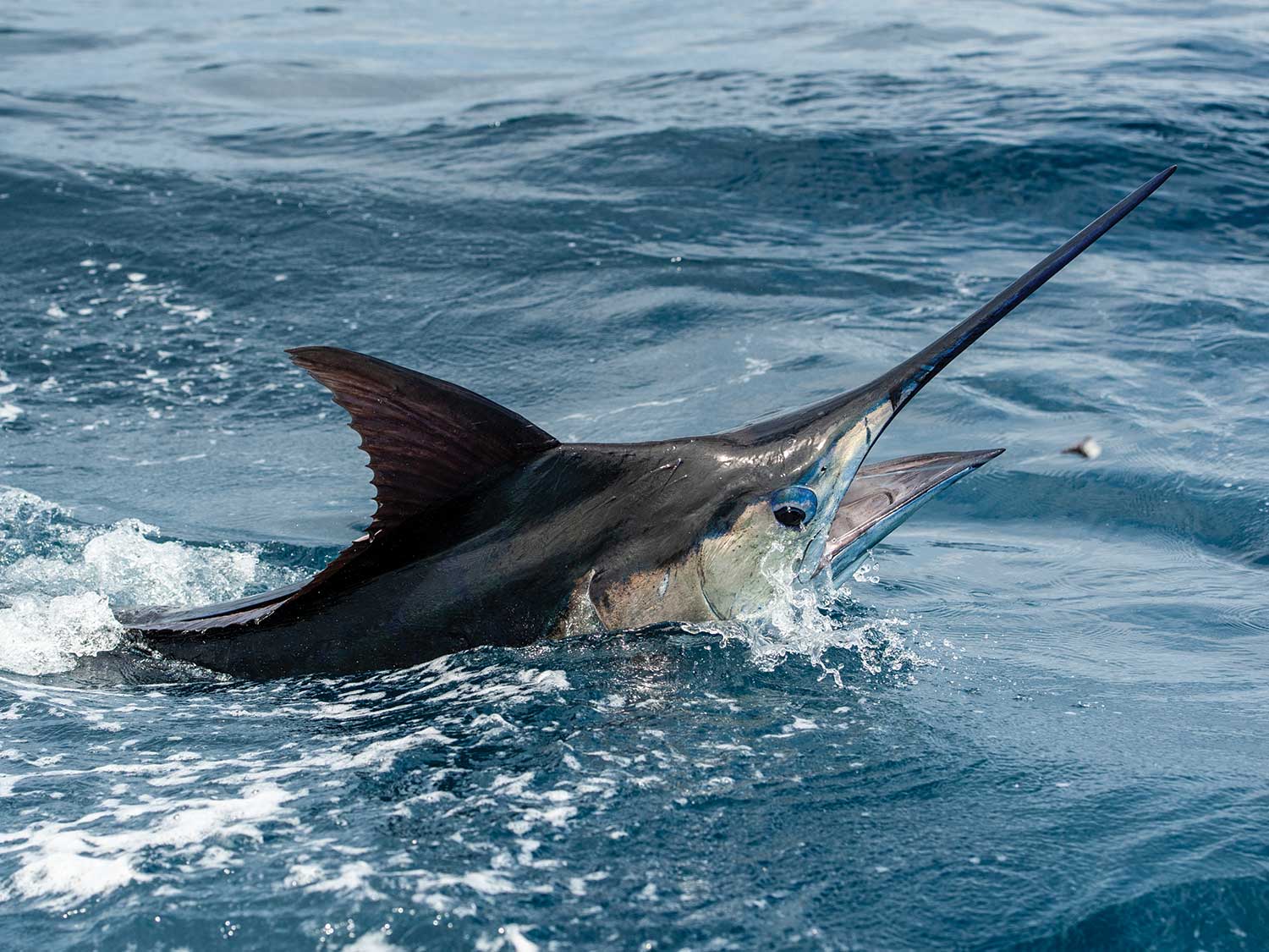 Seven of the 21st Century’s Best Billfish Photographers | Marlin