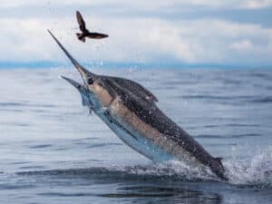 A Young Angler's Journey to Help Billfish Conservation Efforts with ...