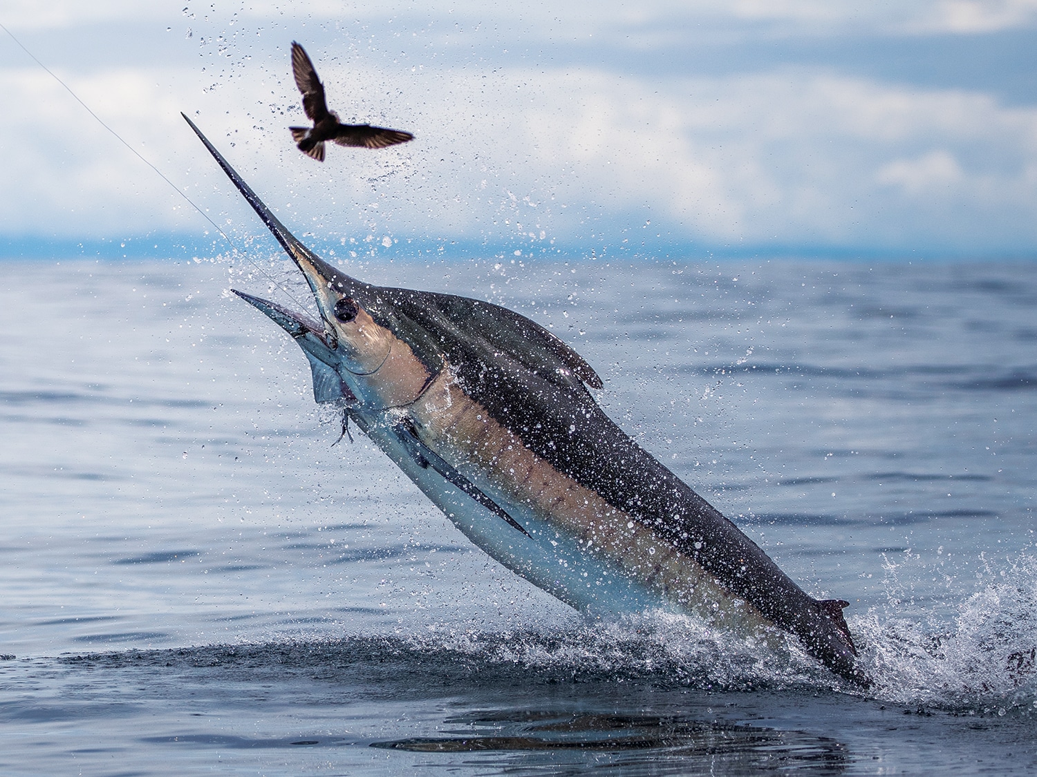 A Young Angler's Journey to Help Billfish Conservation Efforts with ...