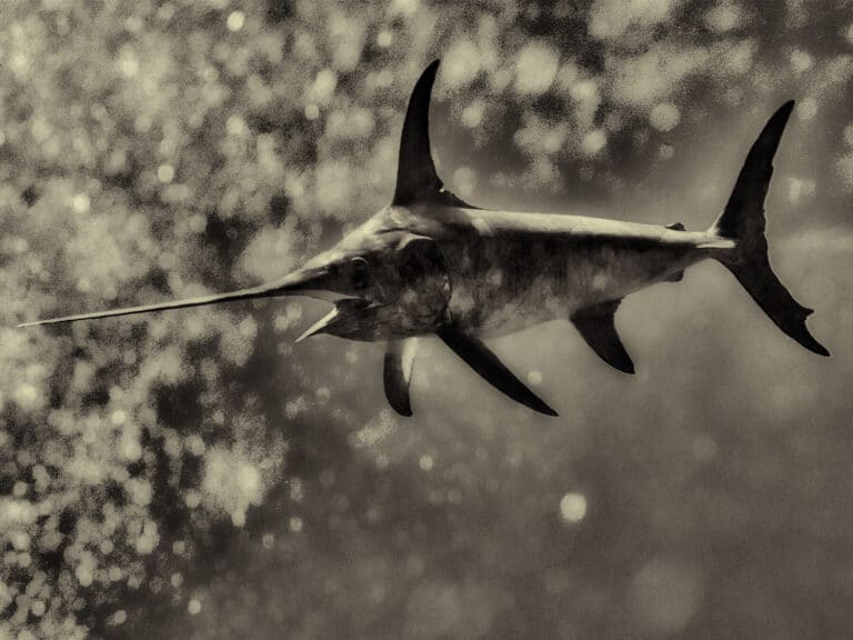 One Photographer's Close Encounter with a Swordfish | Marlin