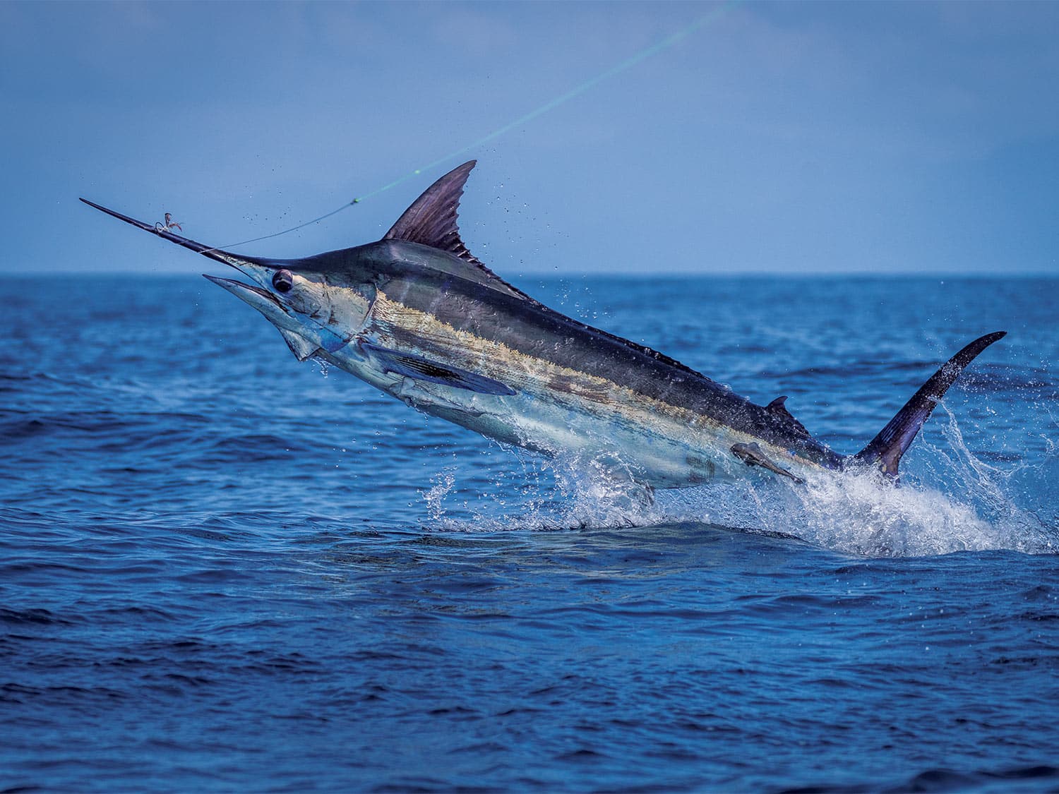 The Science and Theories Behind Using FADs in Sport Fishing | Marlin