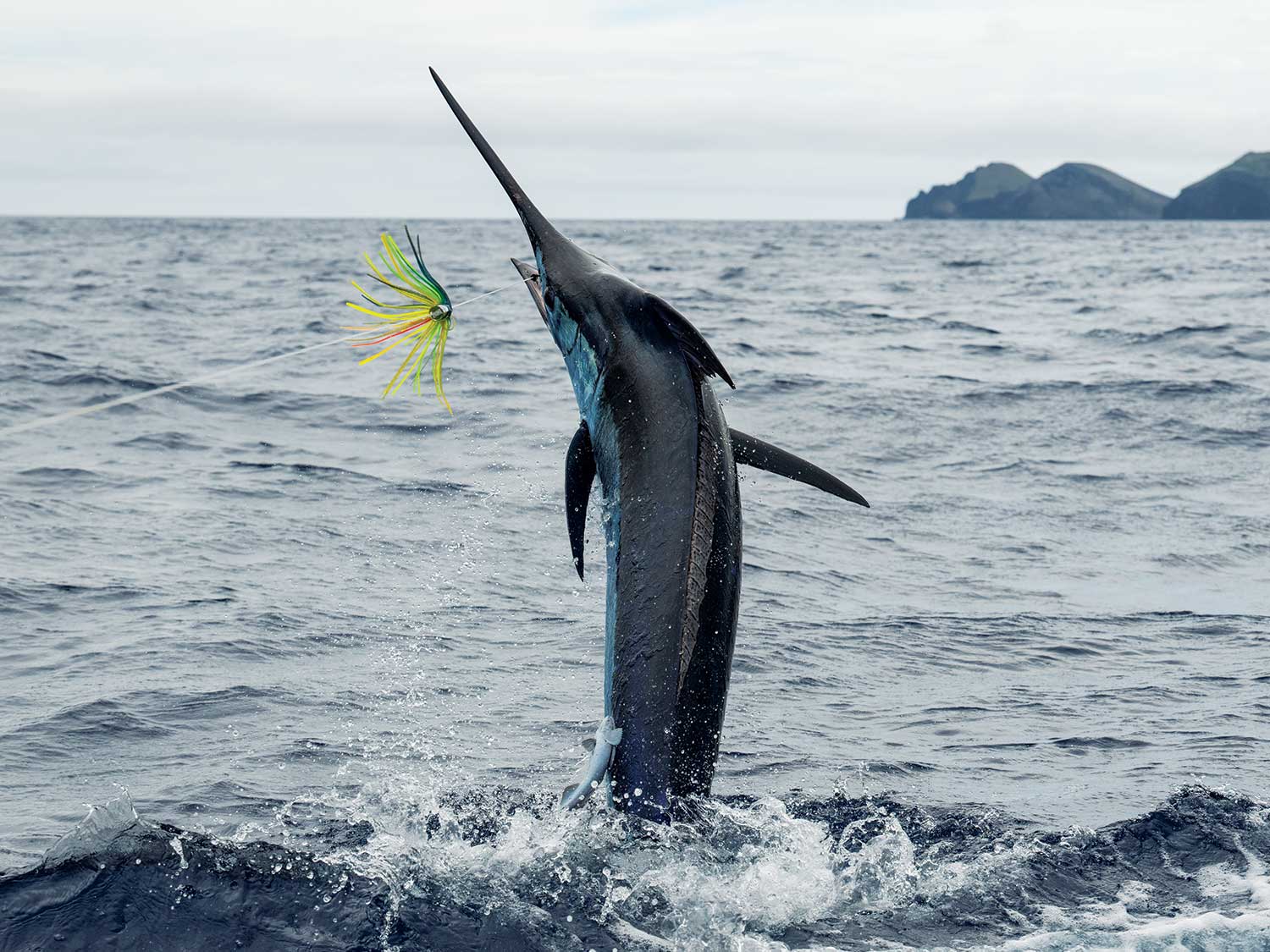 Return of Double Header | Marlin