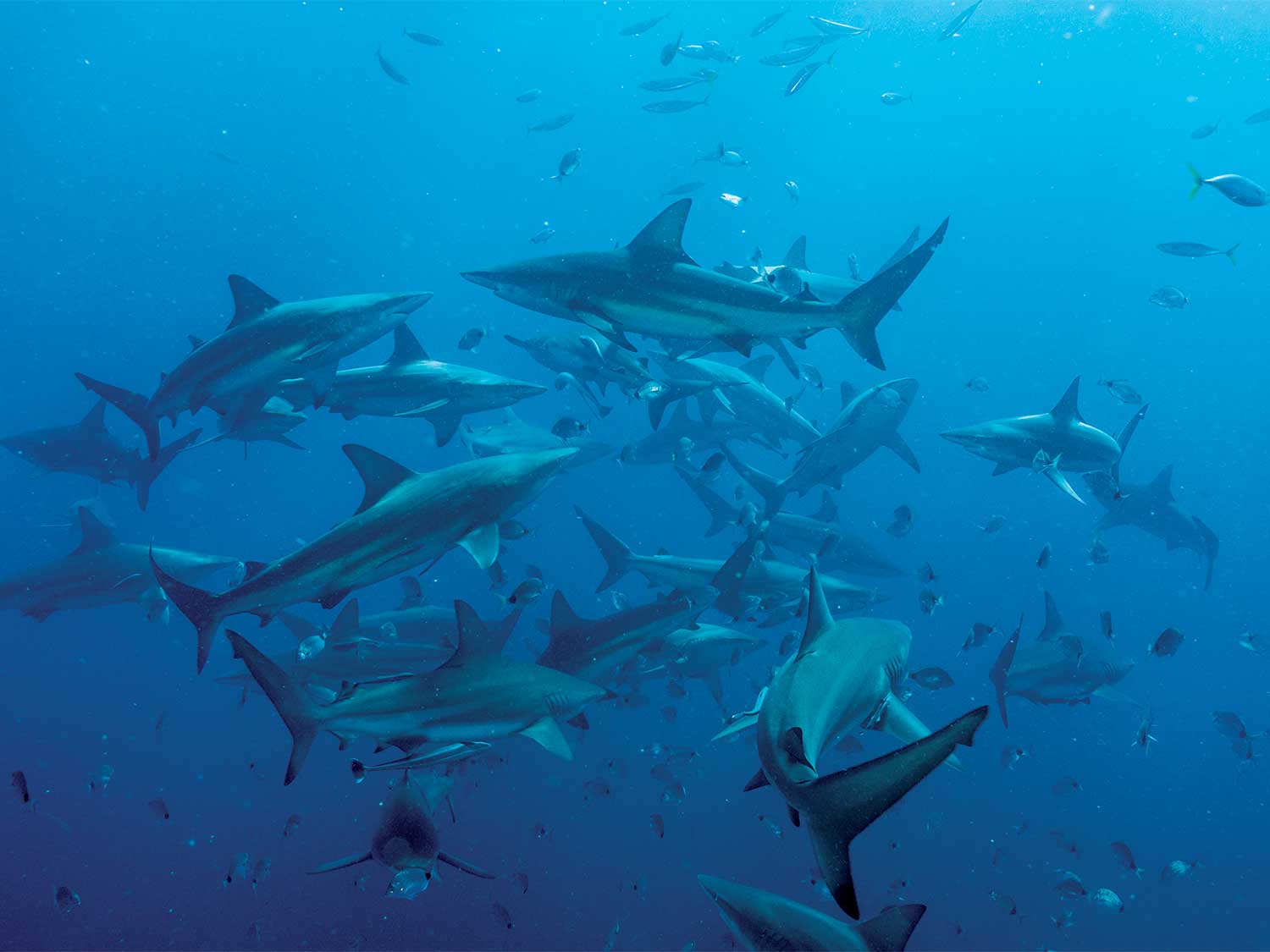 SHARKED Act Advances in Congress | Marlin