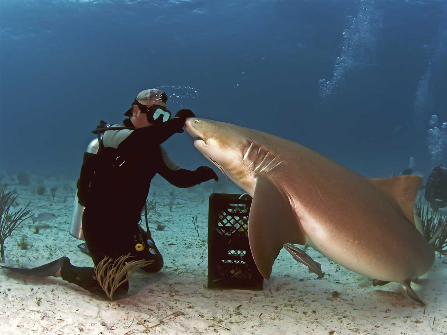 SHARKED Act Advances in Congress | Marlin