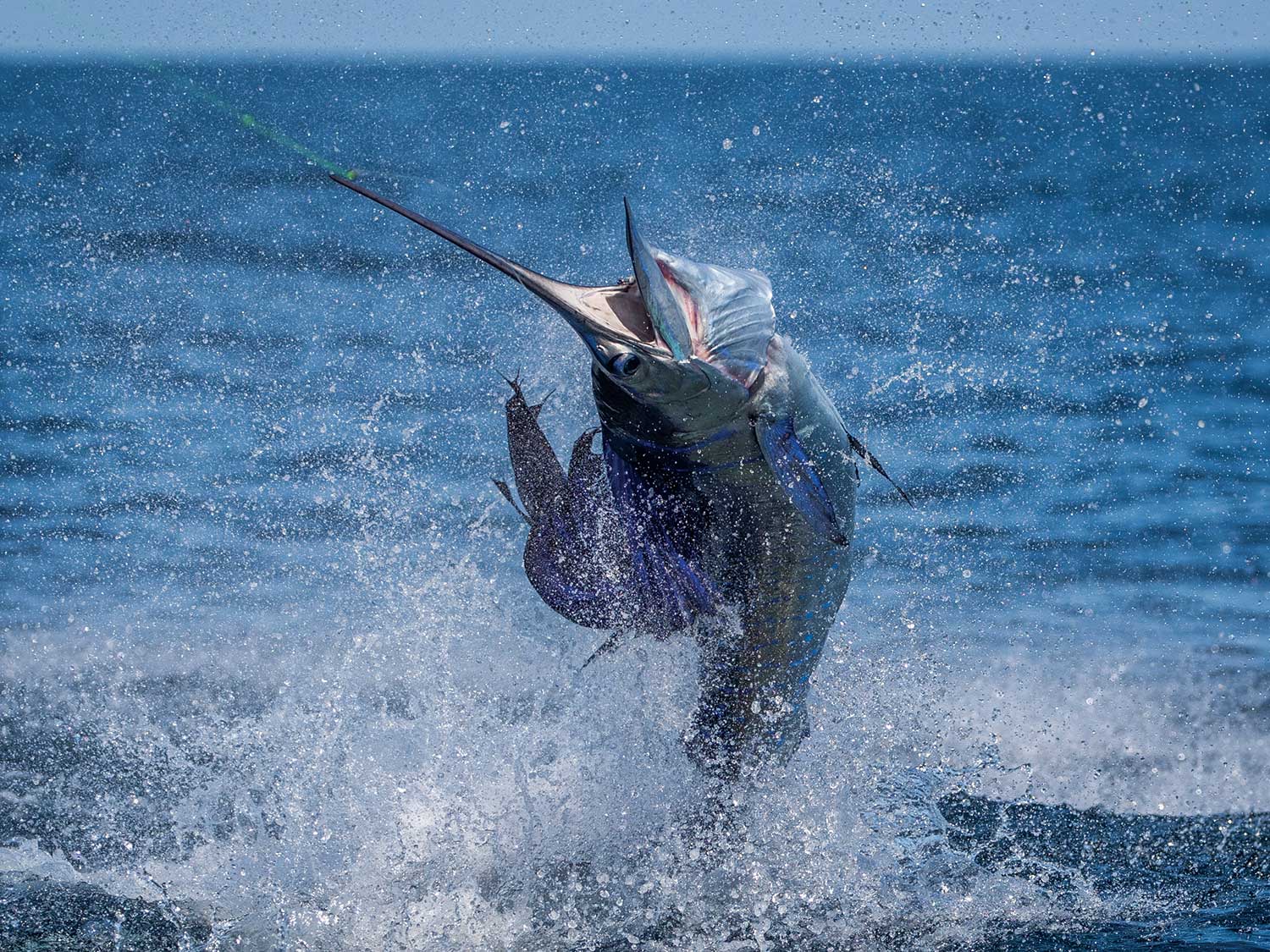 Tour de Costa Rica: The Five Best Marinas for Sport Fishing | Marlin