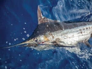 Striped Marlin Fishing Tips | Marlin