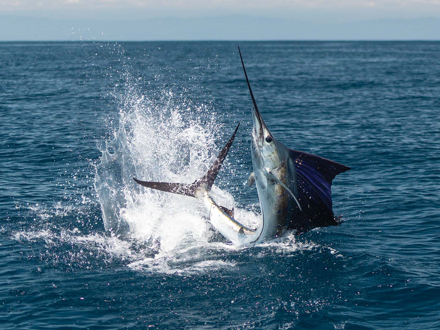 Belize: Discovering the Hidden Jewel of the Caribbean | Marlin