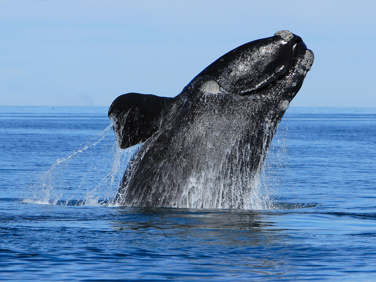 Bipartisan Legislation Seeks to Balance Right Whale Protection and ...