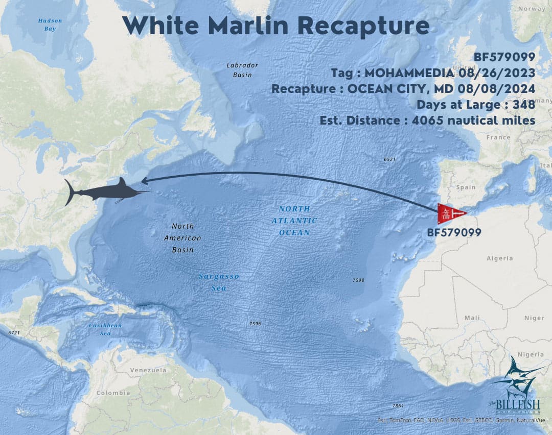 White Marlin Tagged off Morocco Recaptured during White Marlin Open ...