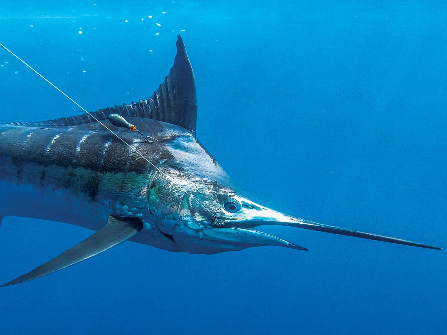 Fishing for Science: History and Evolution of Satellite Tagging | Marlin