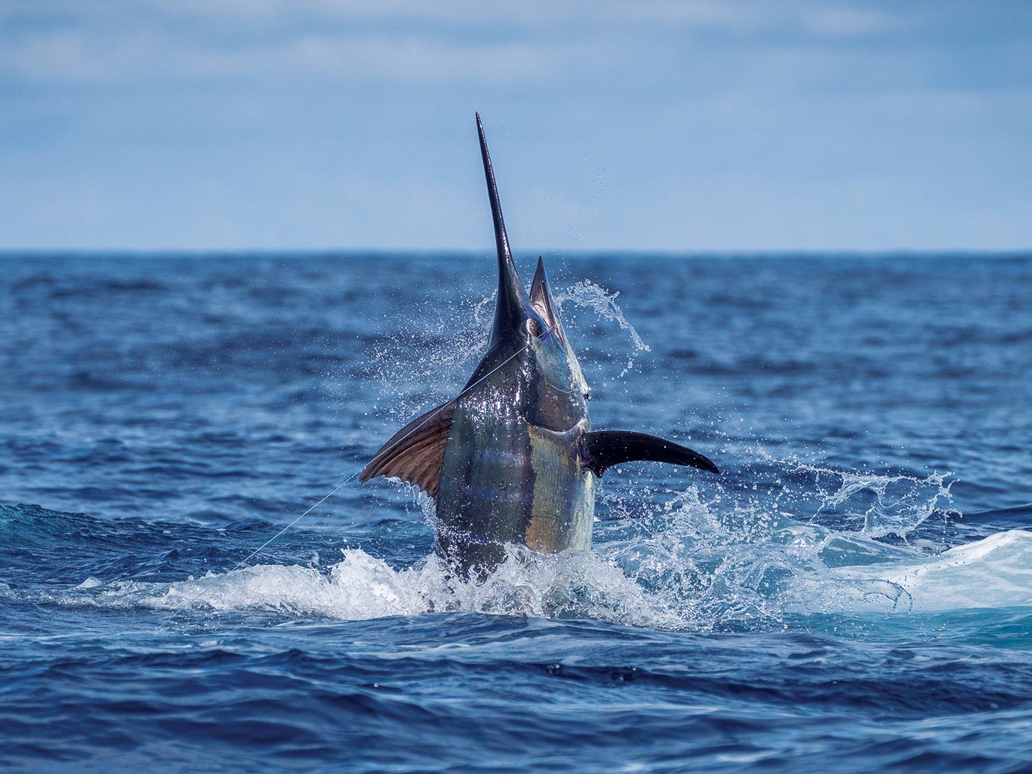 Exploring the Dominican Republic’s Diverse Fishery and Rich Culture ...