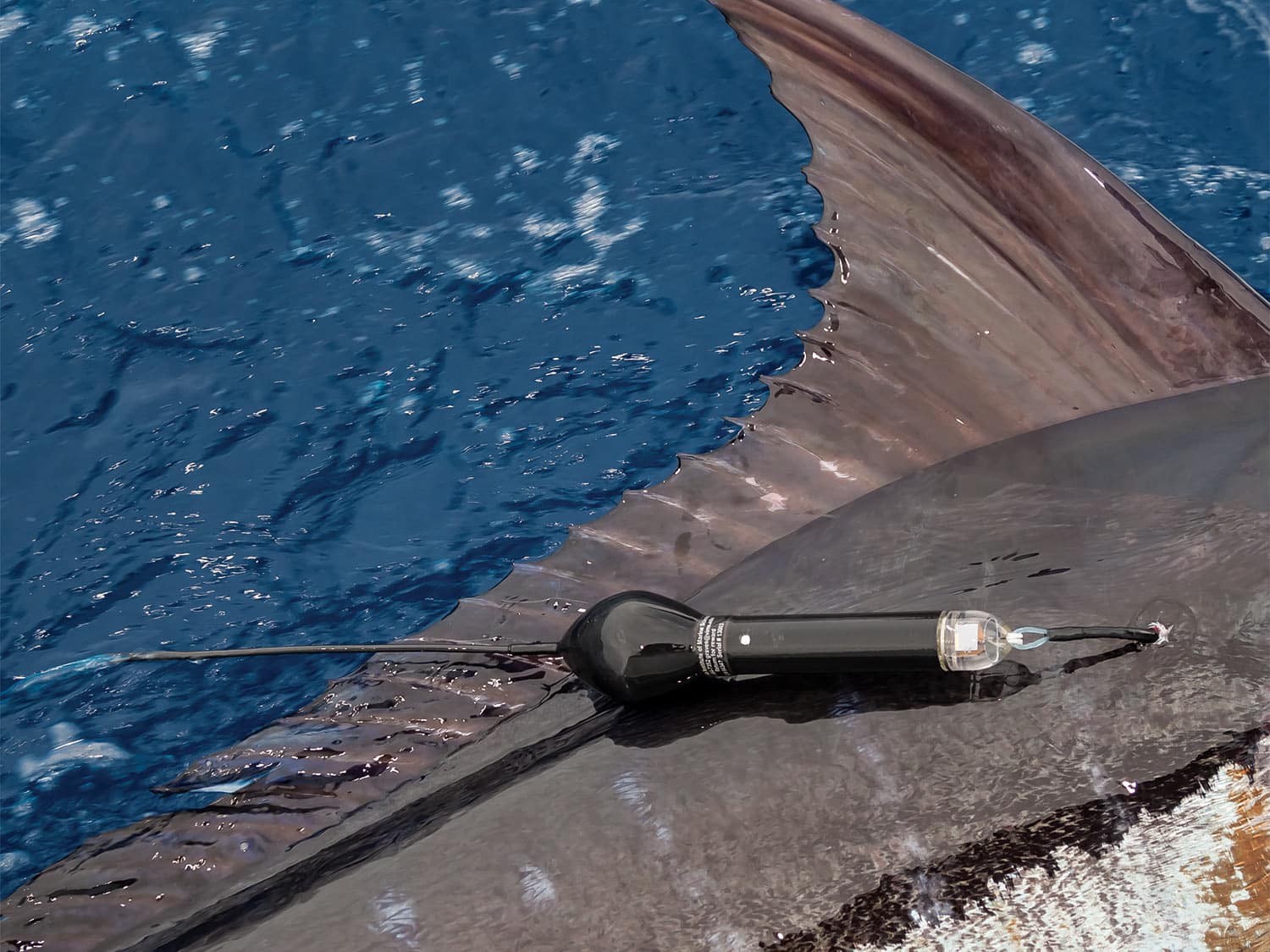 Fishing for Science: History and Evolution of Satellite Tagging | Marlin