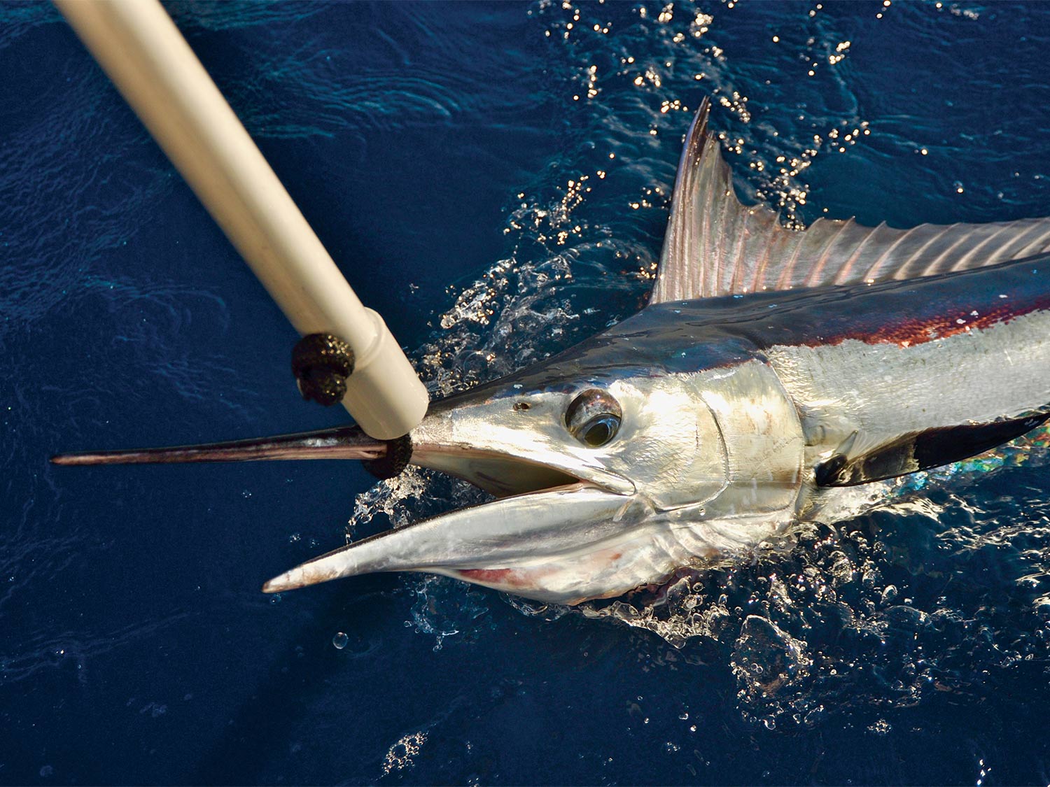 Mediterranean Surprise | Marlin
