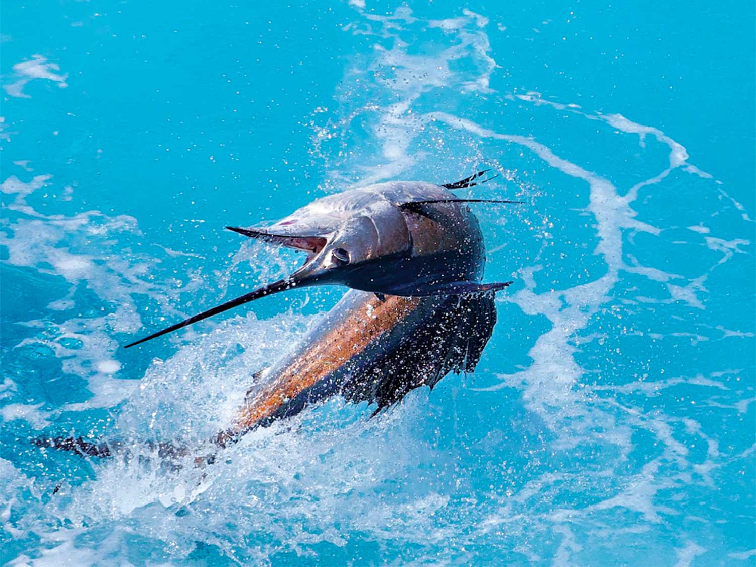 Live-Bait Master Class: Tips for Every Step of the Catch | Marlin