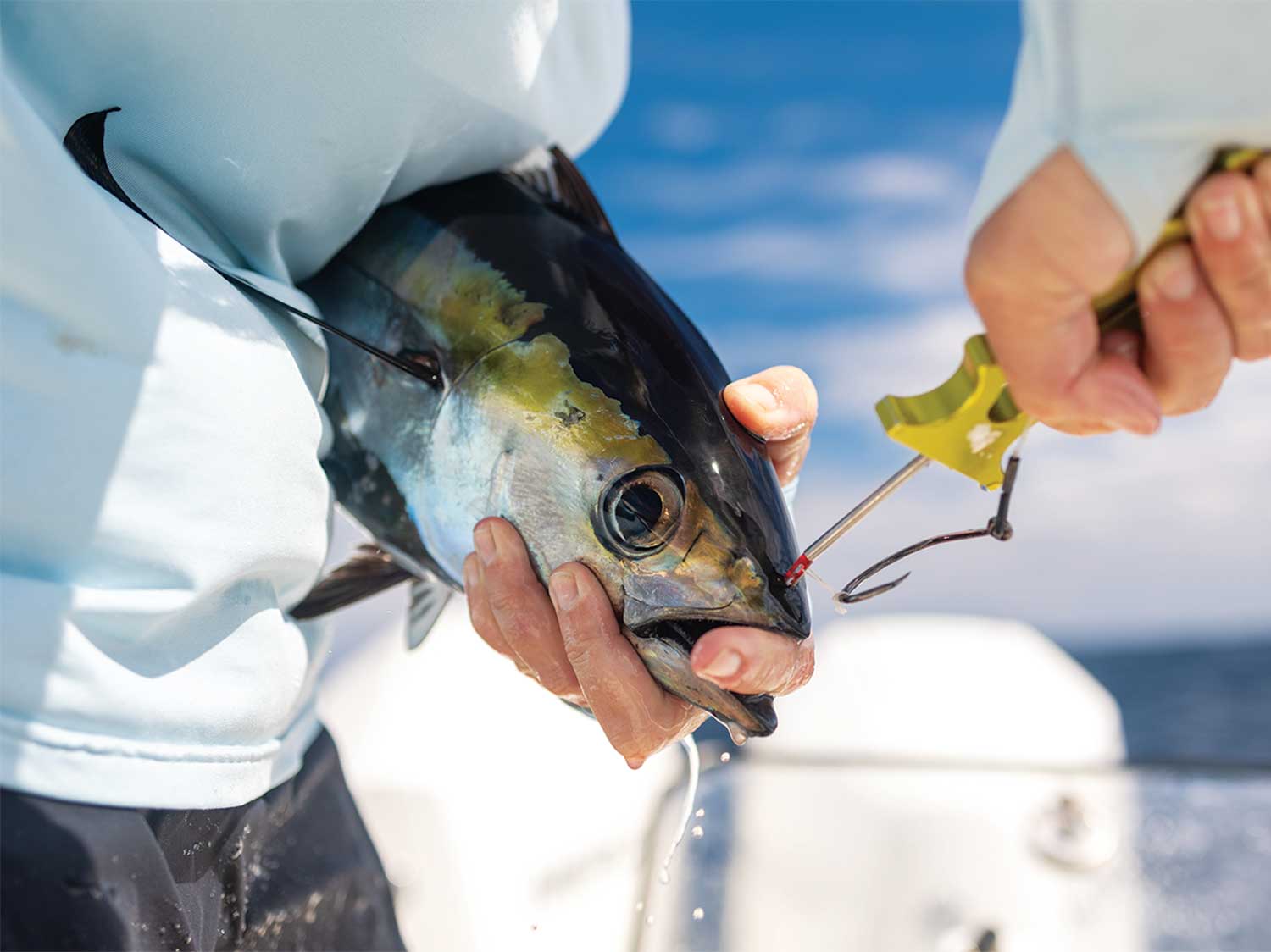 The Evolution of Tuna Tubes: From Simple Concepts to Game-Changing ...