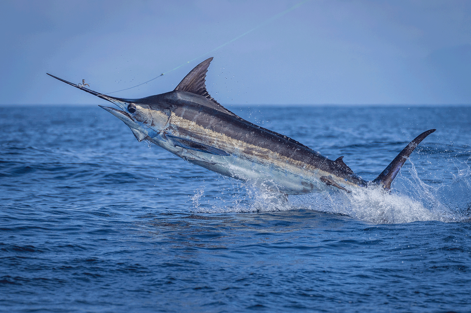 Marlin Global Challenge | Marlin