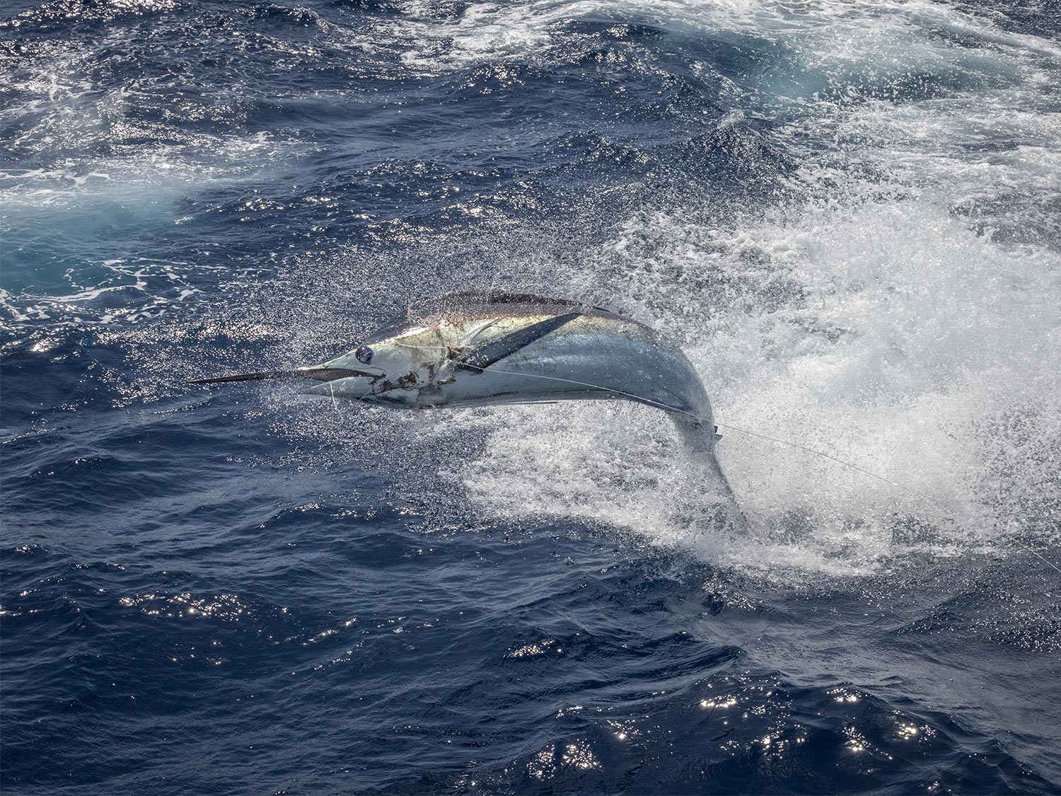 Amendment 15 – There’s Still Time to Halt the Proposal | Marlin