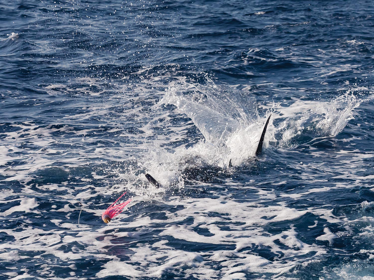 Lindgren-Pitman DTX Series: The Next Generation of Electronic Fishing ...