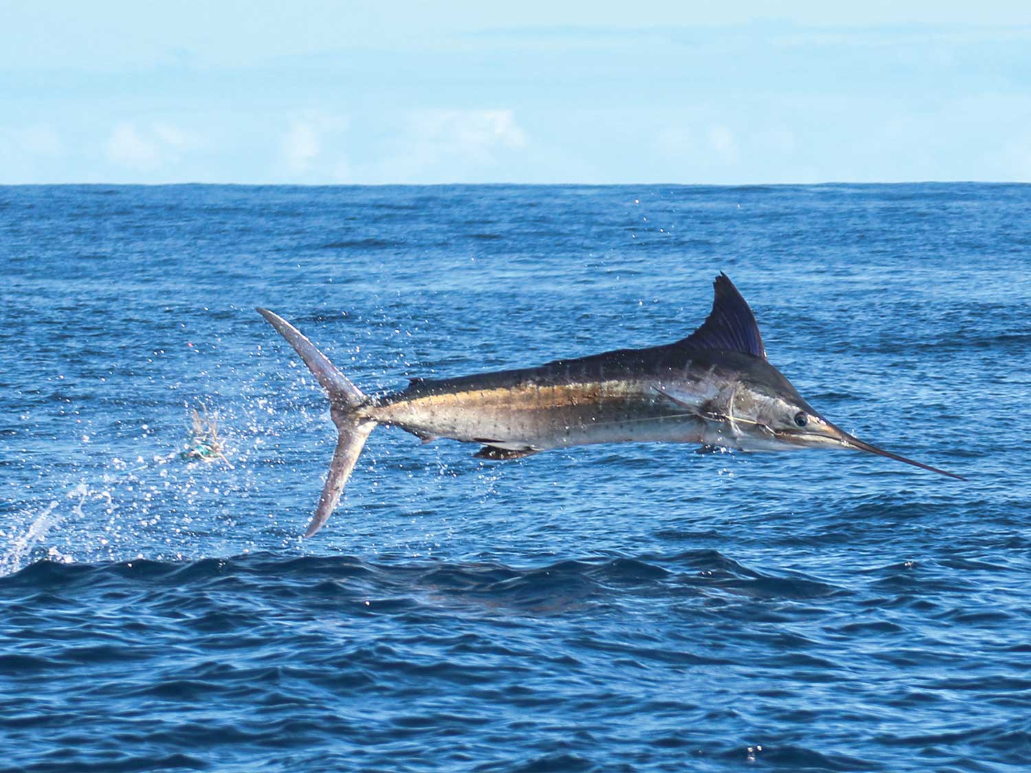 Destination New Zealand: Chasing Records at the Edge of the World | Marlin