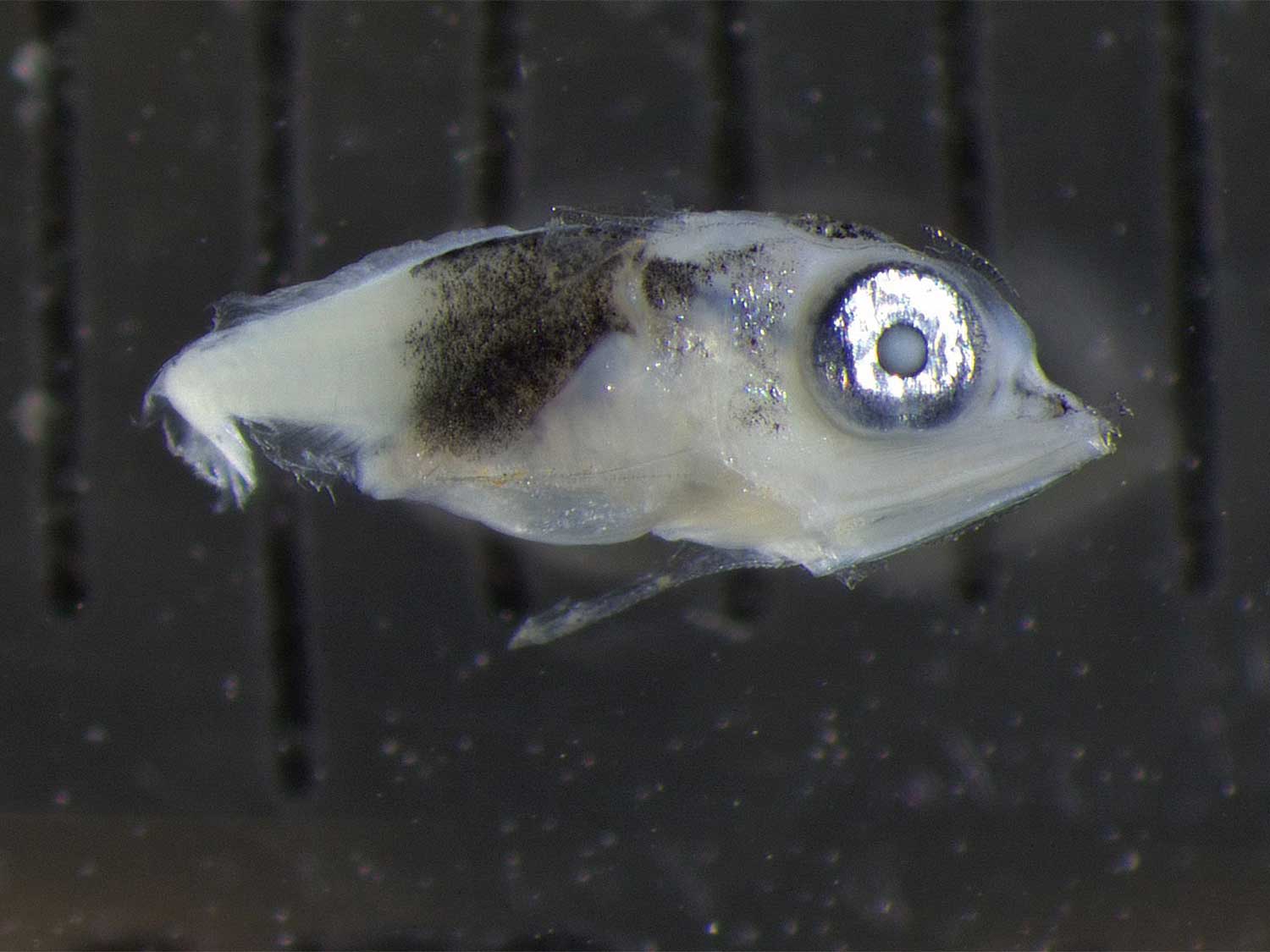 Kona Project Reveals Key Billfish Spawning Grounds in the Pacific | Marlin